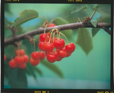 〈JAさくらんぼひがしね〉さくらんぼ 紅秀峰500g F2Y-0042 | 山形県（県庁） | ふるさと納税サイト「ふるなび」