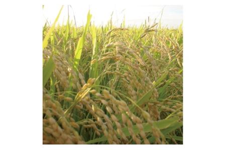 令和3年度産 伝説の庄内米 雪若丸 5kg F2Y-1945 | 山形県（県庁） | ふるさと納税サイト「ふるなび」