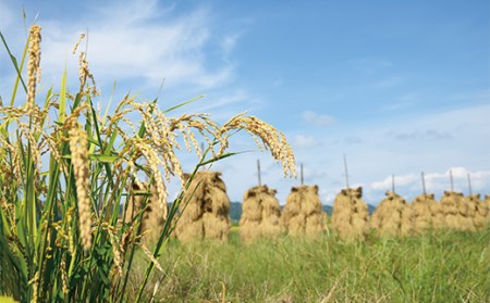 ≪黒澤ファーム≫ 特別栽培米山形県産 ミルキークイーン 5kg×3 F2Y-2497 | 山形県（県庁） | ふるさと納税サイト「ふるなび」