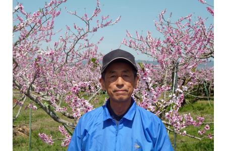 L395 【名産】あら川の桃 1K箱（3個入）定期3回 | 和歌山県（県庁） | ふるさと納税サイト「ふるなび」