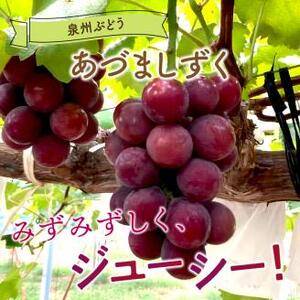 泉州ぶどう あづましずく 1房【065D-009】 | 大阪府泉南市 | ふるさと納税サイト「ふるなび」