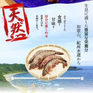 紀州和歌山産天然足赤えび540g（270g×2パック）化粧箱入 ※2025年11月末頃〜2026年1月下旬頃順次発送予定（お届け日指定不可）／海老 エビ えび クマエビ 足赤 天然 おかず ...