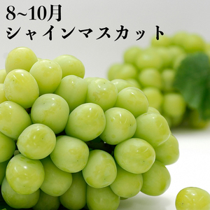 甘くてジューシー！ 丸亀の人気フルーツ定期便 全4回 いちご 桃 シャインマスカット みかん さぬきひめ 金時紅みかん 香川県 丸亀市 ...