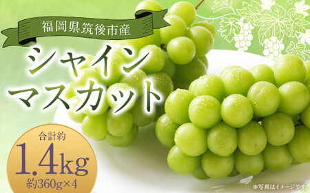 シャインマスカット 約1.44kg 360g×4 【2025年8月下旬から9月下旬発送予定】 ぶどう 葡萄 種なし 大粒 果物 マスカット フルーツ デザート 冷蔵 | 福岡県筑後市 ...