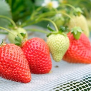 定期便 4ヶ月 いちご いちご職人 白木のいちご あまおう 1.2kg (300g×4P) 4回 コース イチゴ 苺 果物 デザート お楽しみ ※配送不可：沖縄・離島 | 福岡県小郡市 ...