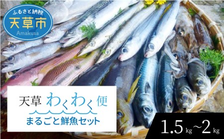 S059-019A_【下処理なし】 天草わくわく便 まるごと鮮魚セット | 熊本県天草市 | ふるさと納税サイト「ふるなび」