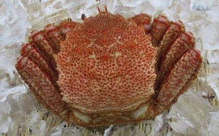 浜ゆで毛がに 小2尾 蟹 毛ガニ 毛かに 毛カニ カニ かに 羅臼町 北海道産 魚介 冷凍 生産者 支援 応援 | 北海道羅臼町 | ふるさと ...