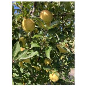 サン金星 家庭用 3kg(8～12個)_果物・フルーツ りんご リンゴ 林檎_【配送不可地域：離島・沖縄県】【1328621】 | 青森県藤崎町 | ふるさと納税サイト「ふるなび」