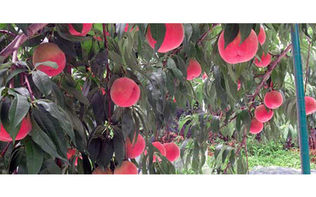 ≪先行予約≫ もぎたて発送 川中島白桃 特選 (大玉) 約3kg (7～11個) 【誠果園】 F21U-296 | 青森県南部町 | ふるさと納税サイト「ふるなび」