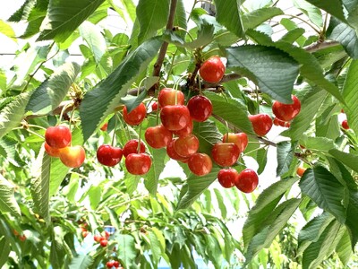 【上山産】さくらんぼ（やまがた紅王）720g（180g×4パック）特秀品 フードパック入り 0020-2611 | 山形県上山市 | ふるさと納税サイト「ふるなび」