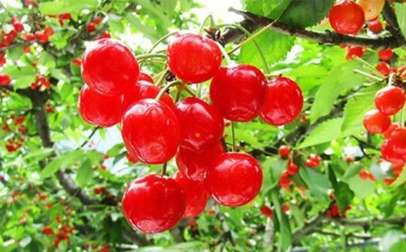 《先行予約》山形県中山町 厳選フルーツ定期便 全7回 【2026年6月開始】 F4A-0368 | 山形県中山町 | ふるさと納税サイト「ふるなび」