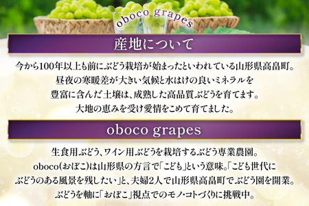 【期間限定発送】 シャインマスカット 粒 500g 2パック 約 1kg [oboco grapes 山形県 高畠町 tk06ayt250005] ぶどう ブドウ 葡萄 フルーツ 果物 ...