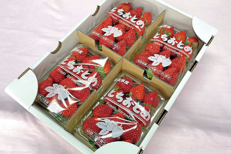 【先行予約】【数量限定】【朝どり】いちご とちおとめ4パック 2025年2月以降順次発送【茨城県共通返礼品／石岡市】【果物 くだもの フルーツ ...