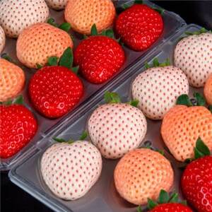 3色いちごの宝石箱 36粒入り 県内共通返礼品【配送不可地域：離島・北海道・沖縄県・中国・四国・九州】【1509379】 | 茨城県 ...