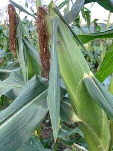 とうもろこし 2種食べ比べミックス 味来×ドルチェドリーム 約2㎏（5～6本 | 千葉県君津市 | ふるさと納税サイト「ふるなび」