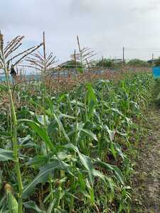 とうもろこし 2種食べ比べミックス 味来×ドルチェドリーム 約2㎏（5～6本 | 千葉県君津市 | ふるさと納税サイト「ふるなび」