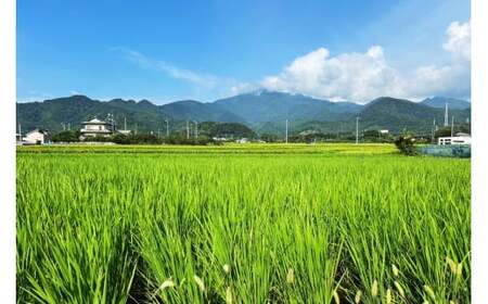 新米 令和7年産 伊勢原の米「はるみ」5kg 精米済｜米 お米 伊勢原 はるみ 精米 いせはらVILLAGE [0715] | 神奈川県伊勢原 ...