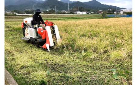 新米 令和7年産 伊勢原の米「はるみ」5kg 精米済｜米 お米 伊勢原 はるみ 精米 いせはらVILLAGE [0715] | 神奈川県伊勢原 ...