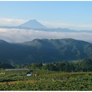 【山梨市牧丘】シャインマスカット体験型ぶどう苗木オーナー権利【10年間】【1582629】 | 山梨県山梨市 | ふるさと納税サイト「ふるなび」