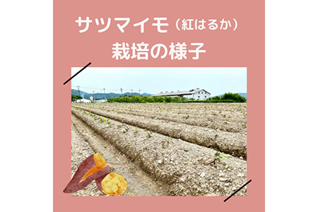 皮つき干し芋 紅はるか さつまいもスイーツ 国産 無添加 1040g [No.680] | 北海道北広島市 | ふるさと納税サイト「ふるなび」